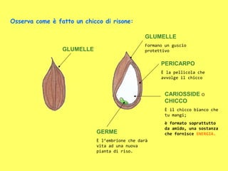 Presentazione chicco riso_m | PPT