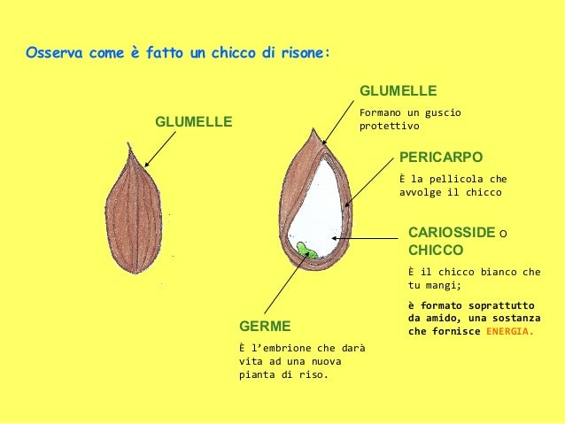 Presentazione chicco riso_m