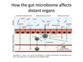 PPI Microbiota And Bones | PPTX