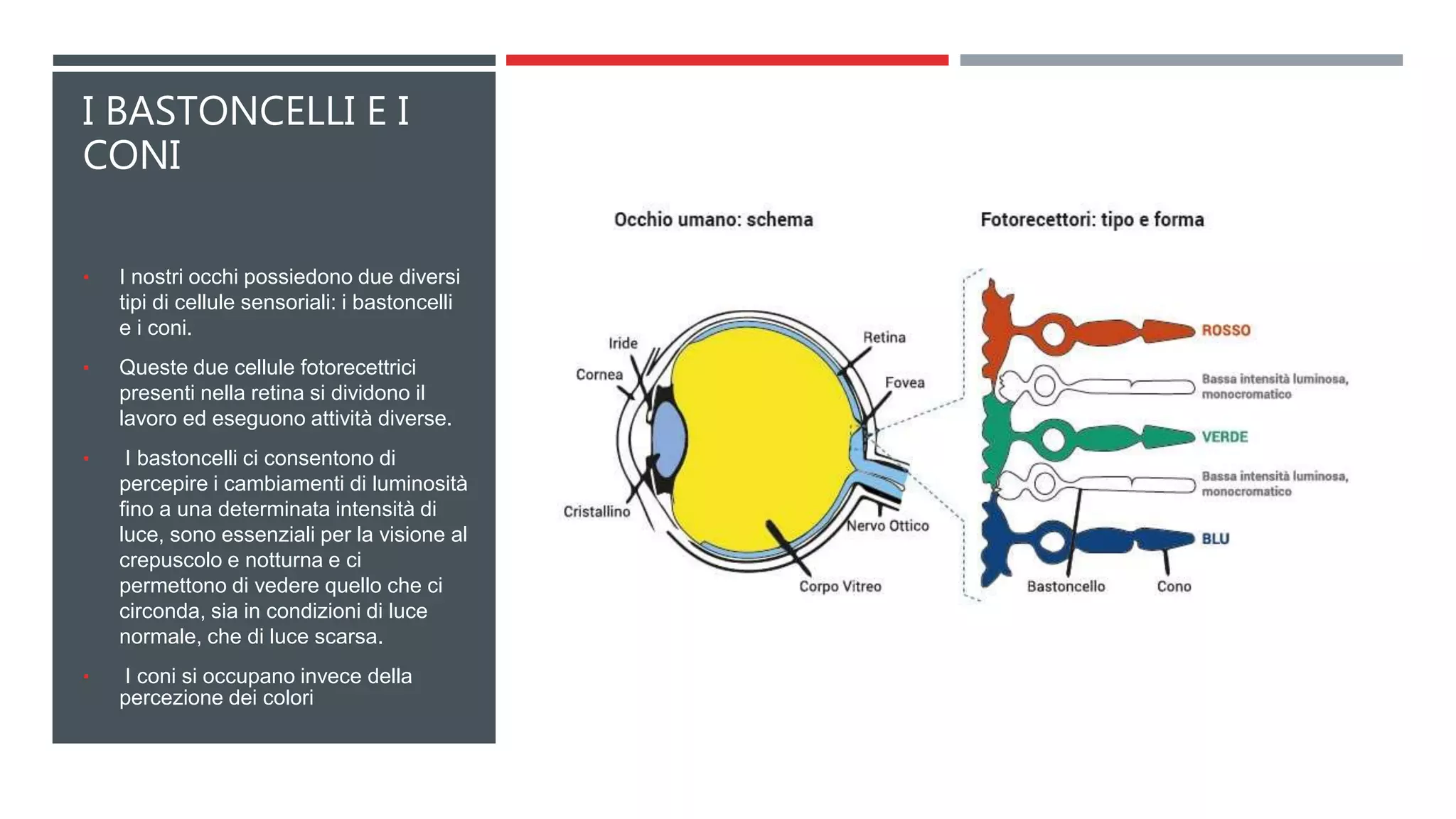 Presentazione fisica | PPTX