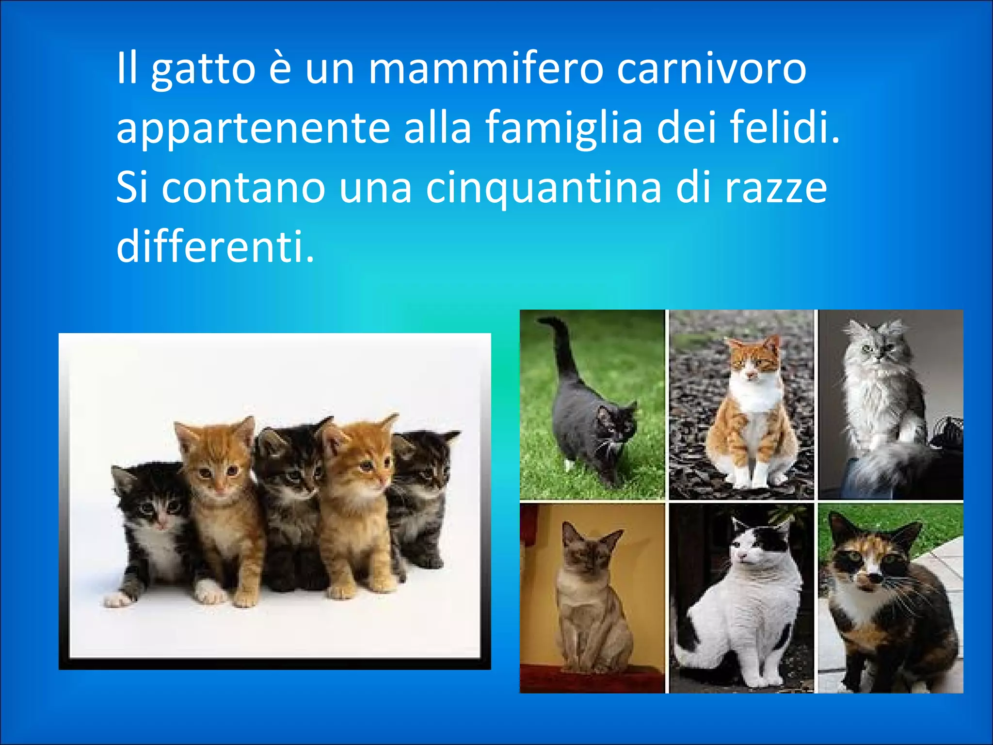 Presentazione gatto giada | PPT