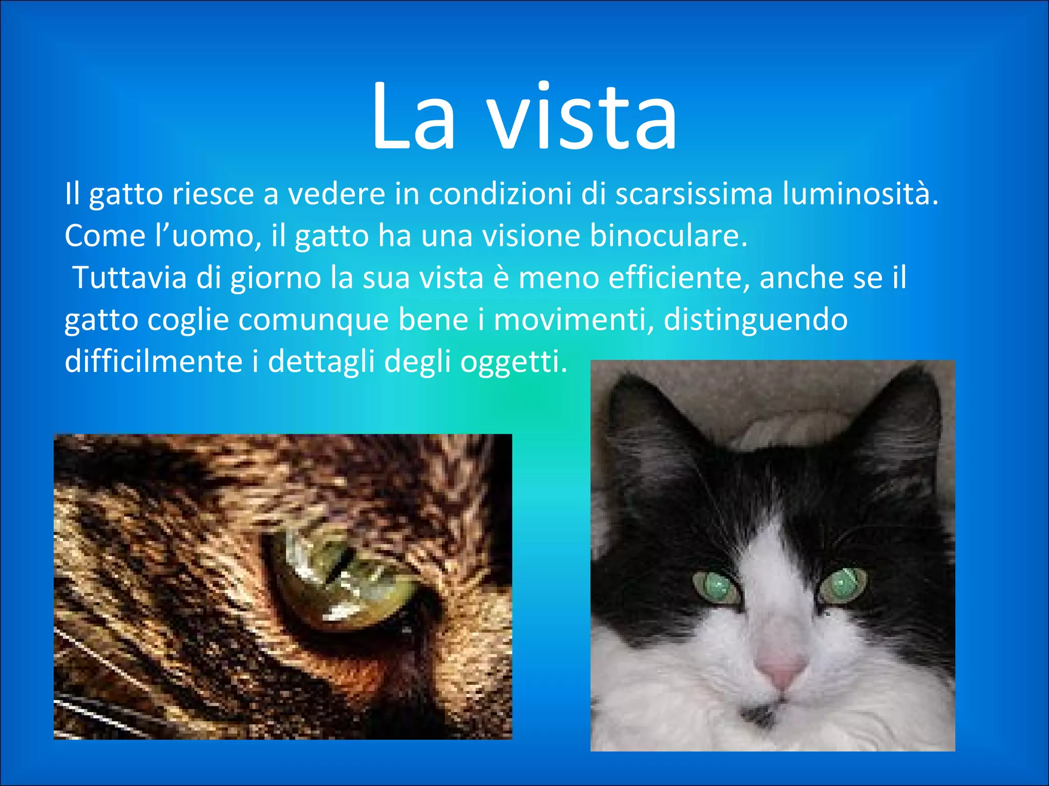 Presentazione gatto giada | PPT