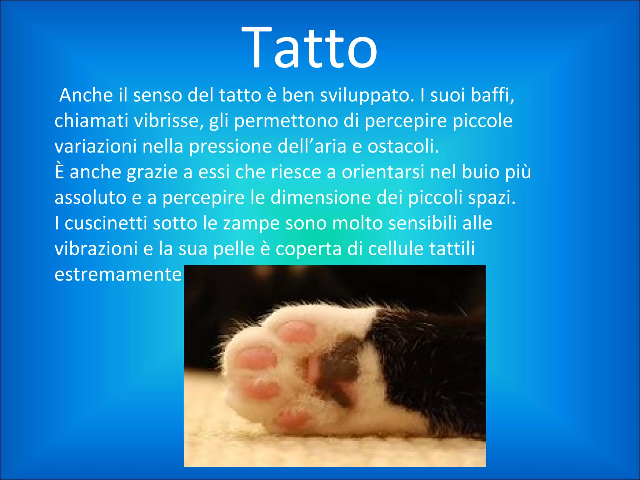 Presentazione gatto giada | PPT