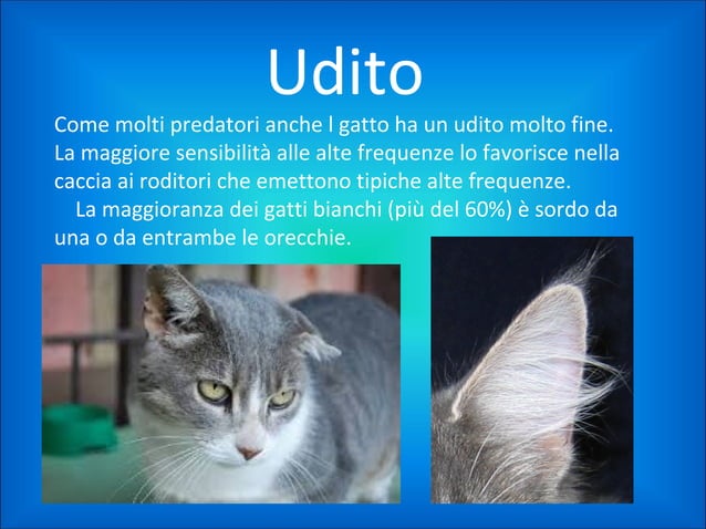 Presentazione gatto giada | PPT