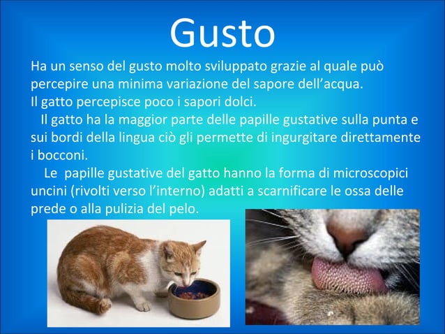 Presentazione gatto giada | PPT