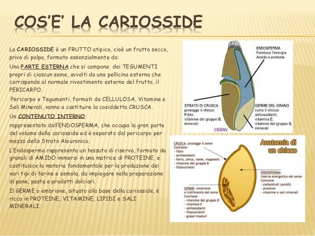 Cereali nel parco sud di Milano