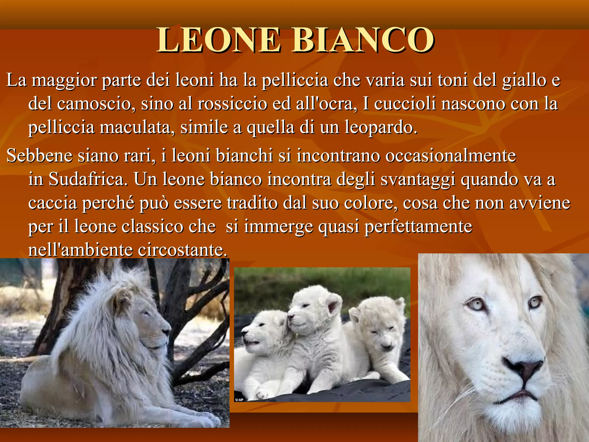 Presentazione leone di Shahroze e Mattia | PPT