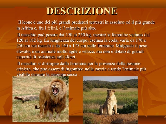 Presentazione leone di Shahroze e Mattia