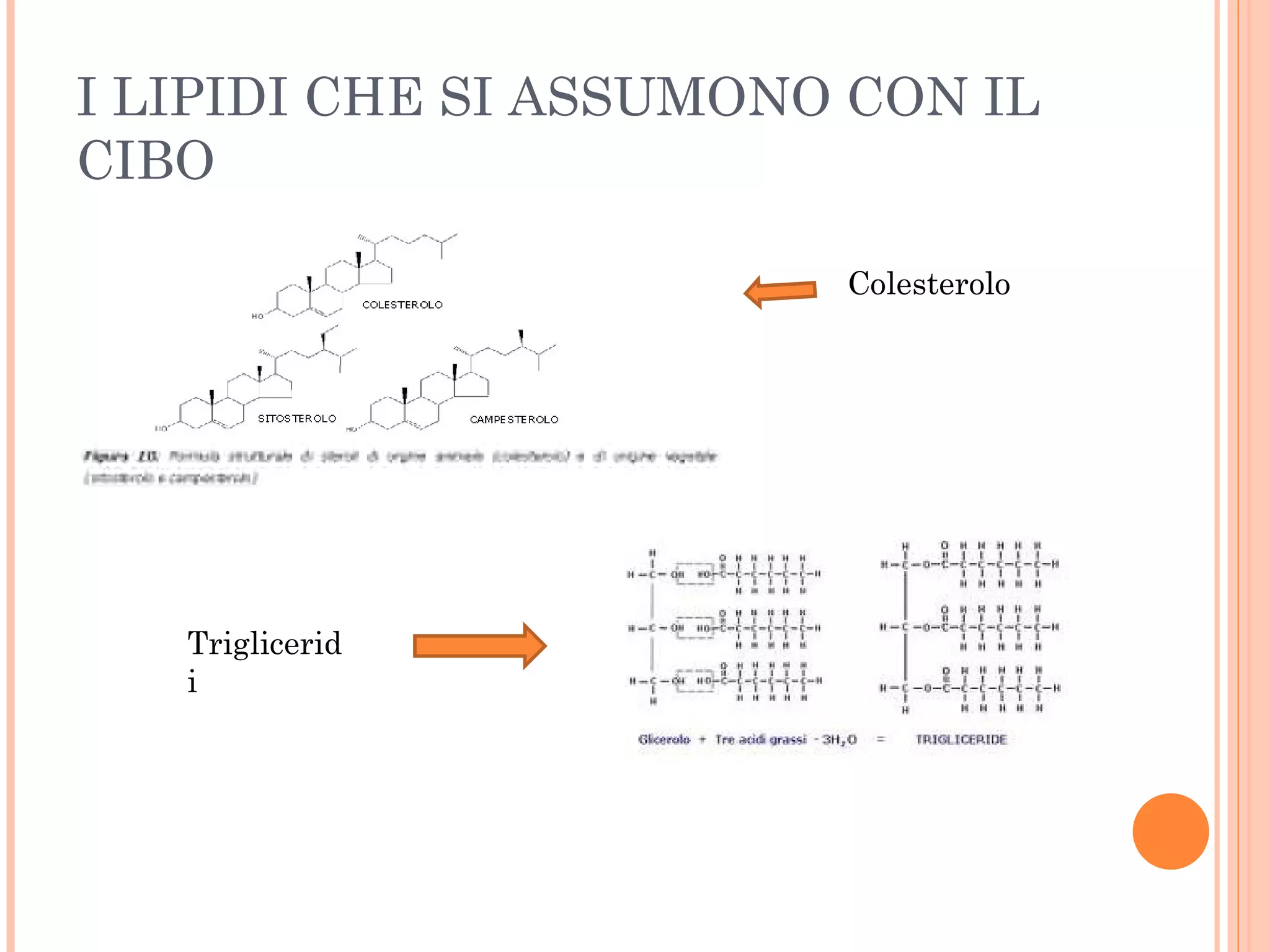 Presentazione lipidi e carboidrati | PPT