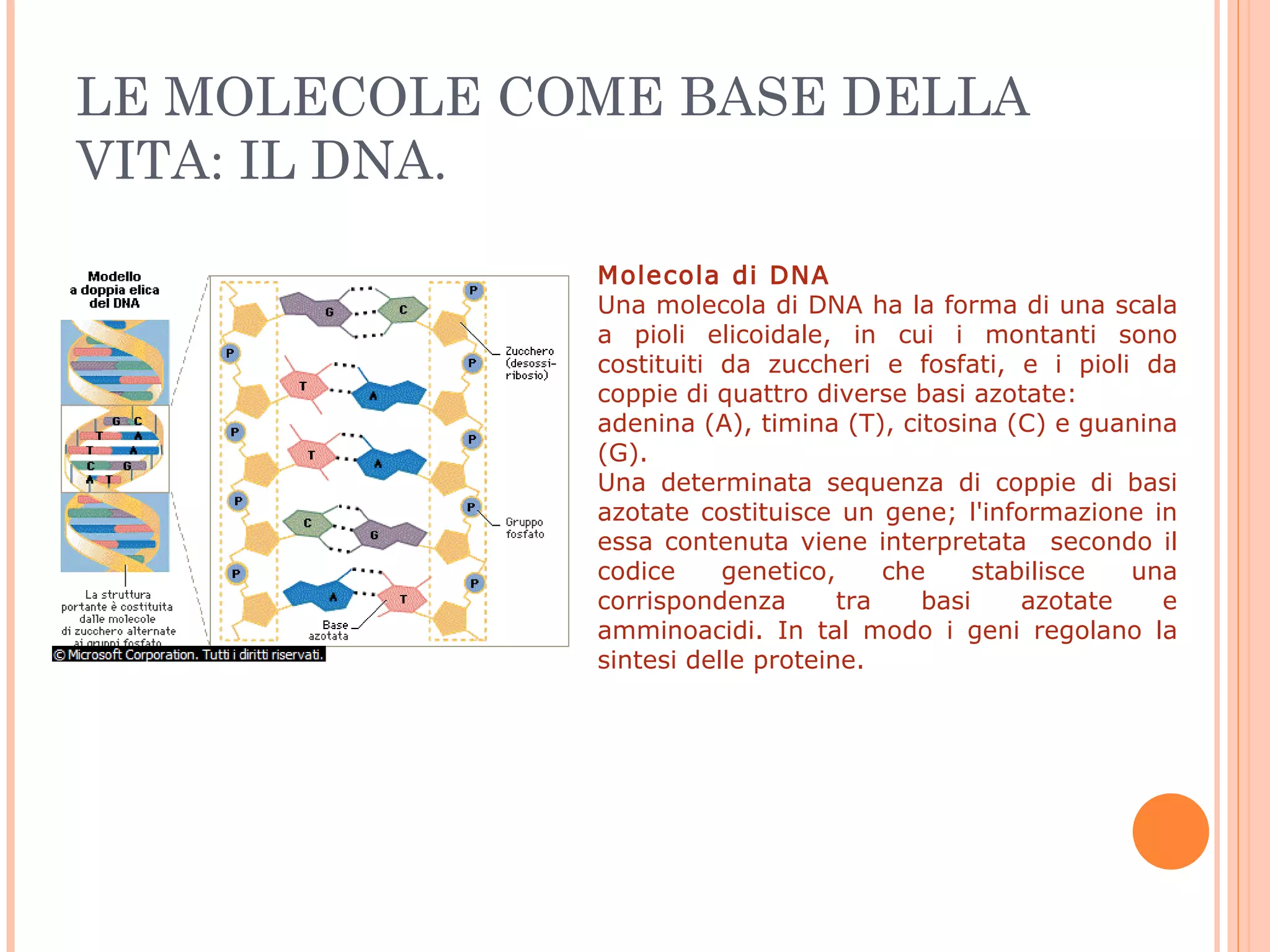 Presentazione lipidi e carboidrati | PPT