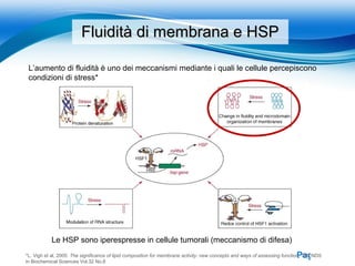 Presentazione marco perone | PPT