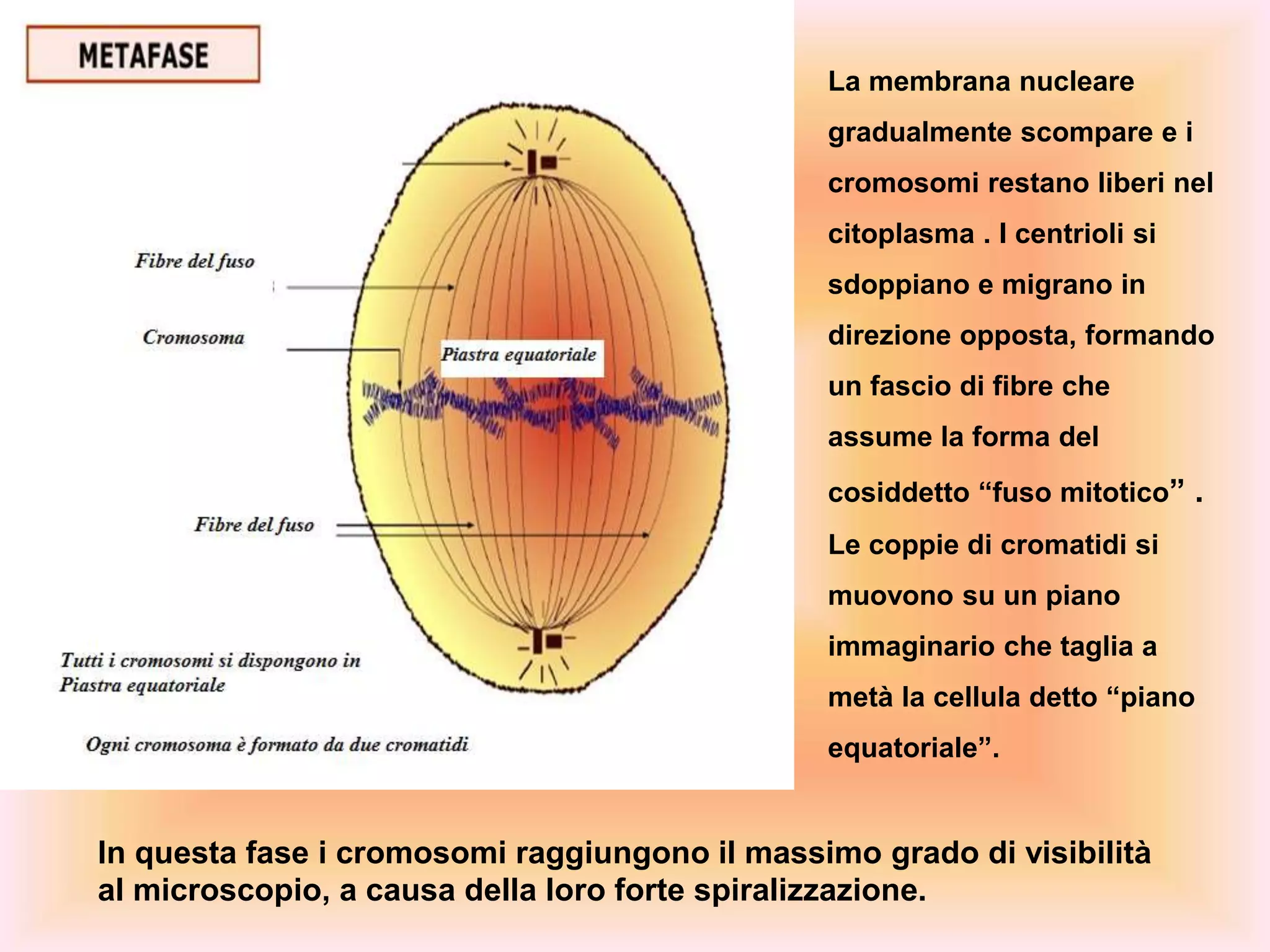 La mitosi | PPTX