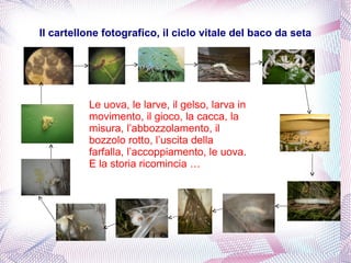 Presentazione scienze | PPT
