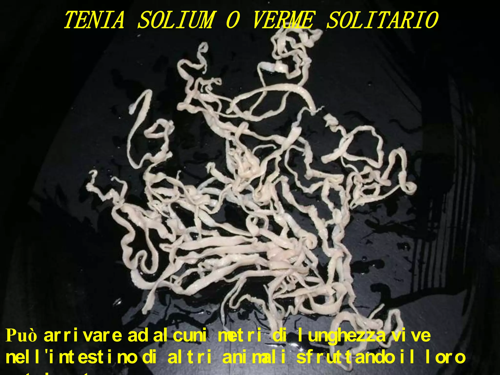 Presentazione vermi | PPTX