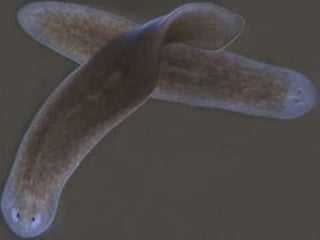 Presentazione vermi | PPTX | Biological Sciences | Science