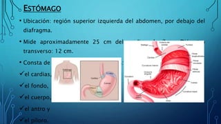 Presentción sistema digestivo.pptx