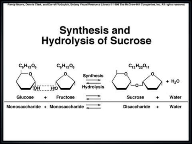 synthesis of sucrose presented by kulsoom pirjan baloch | PPTX