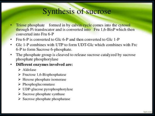 synthesis of sucrose presented by kulsoom pirjan baloch | PPT | Free ...