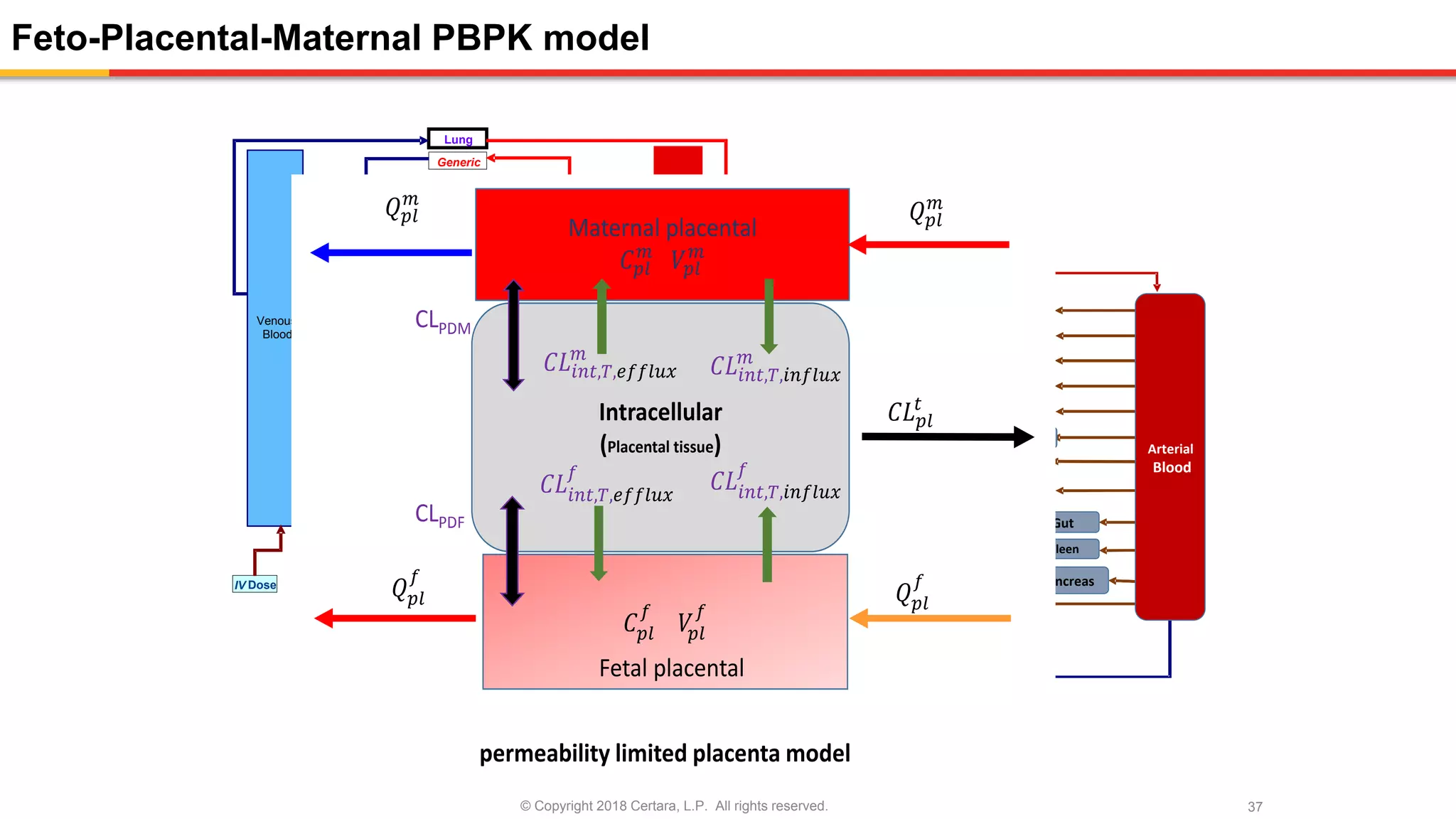 Pediatric & Pregnancy PBPK modelling: Clinical & Drug Development ...