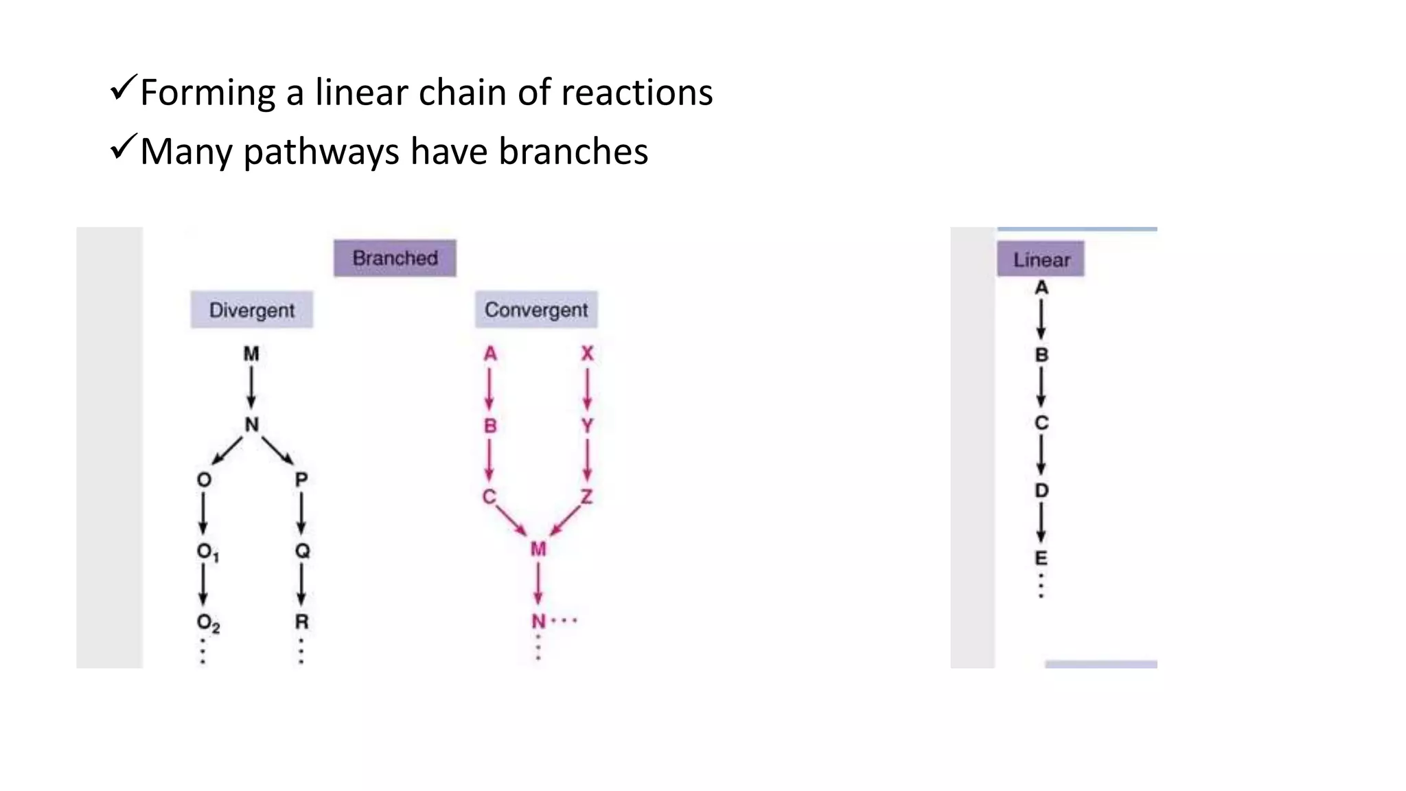 enzymatic activities and enzyme pathway | PPTX