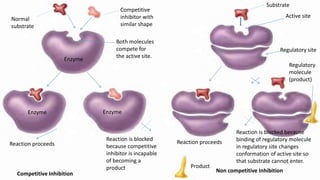 enzymatic activities and enzyme pathway | PPTX