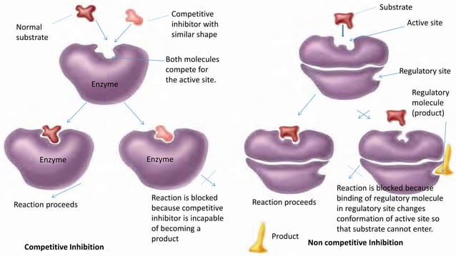 enzymatic activities and enzyme pathway | PPTX | Endocrine and ...