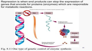 enzymatic activities and enzyme pathway | PPTX