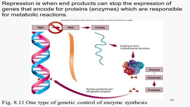 enzymatic activities and enzyme pathway