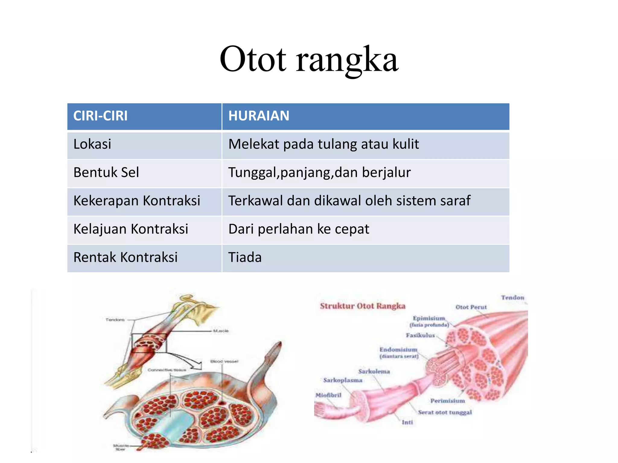 Sains Sukan & Kejurulatihan : Sistem Otot | PPTX