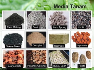 Hidroponik Menjadi Trend Urban Farming | PPTX