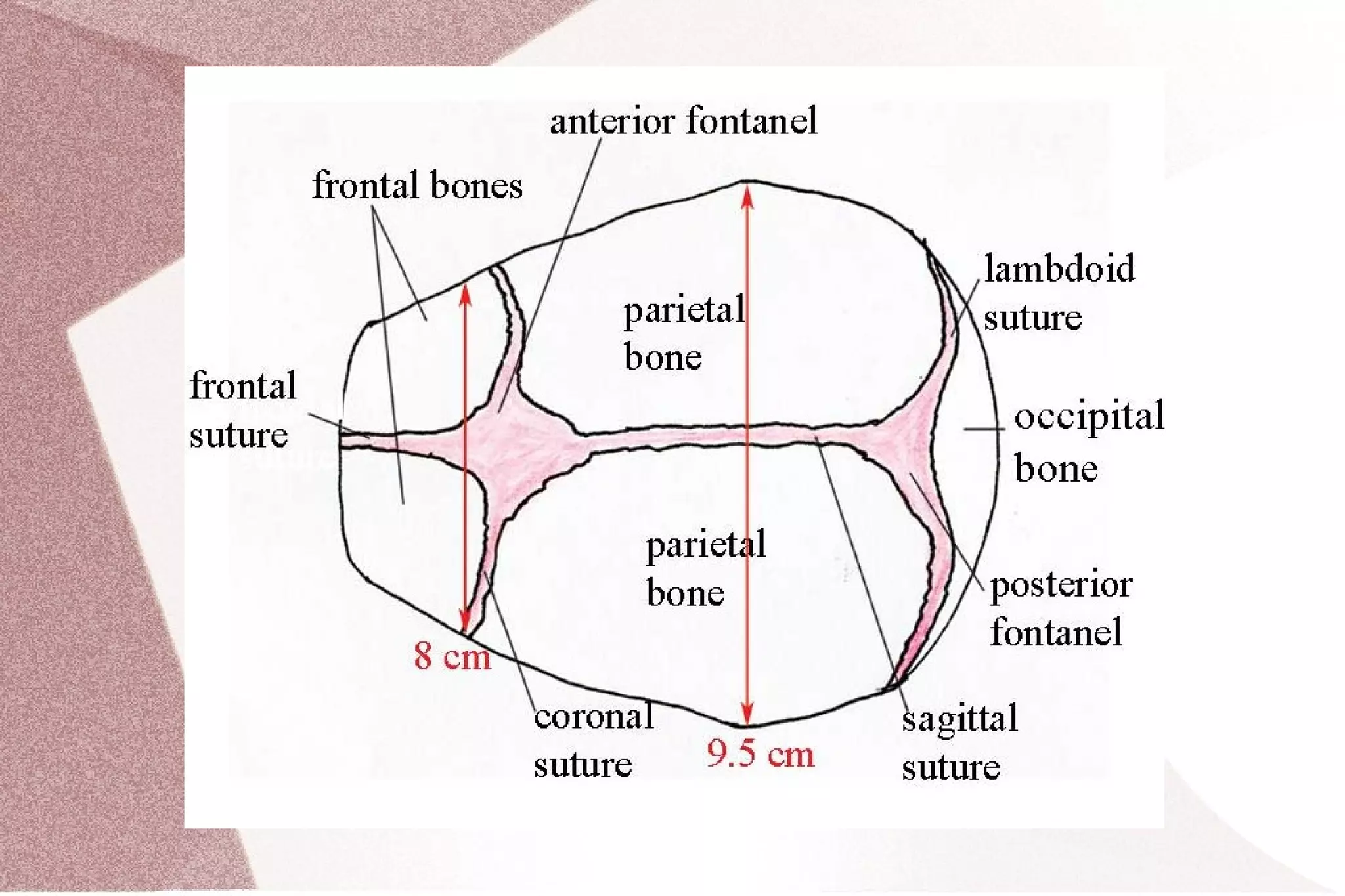 Presenting diameters | PPT