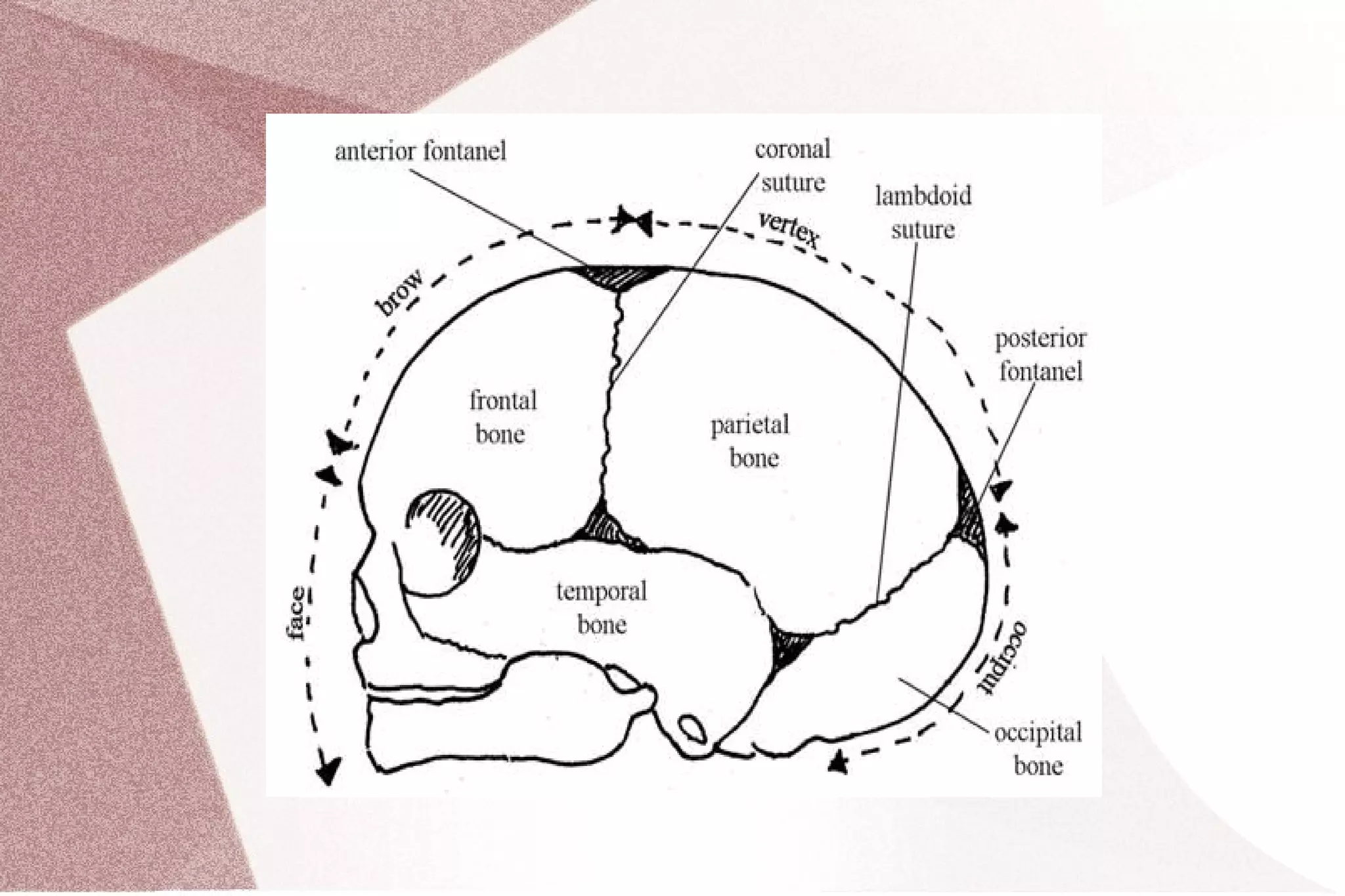 Presenting diameters | PPT
