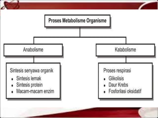 Metabolisme tubuh manusia | PPTX
