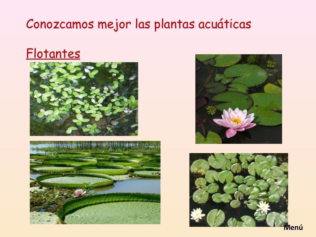 Las mejores plantas acuáticas y sus hermosas flores Herbs - Realfans