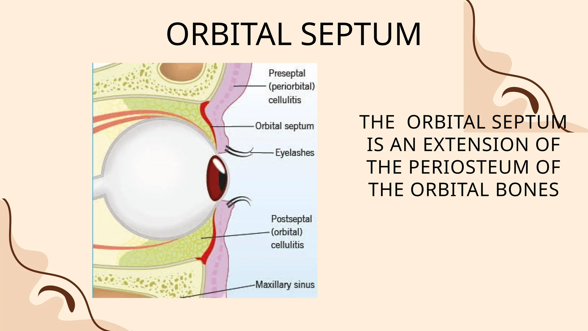 PRESEPTAL CELLULITIS.ppt ophthalmology | PPTX