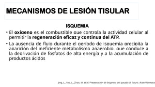 PRESERVACIÓN DE ÓRGANOS PARA TRANSPLANTE (1).pptx