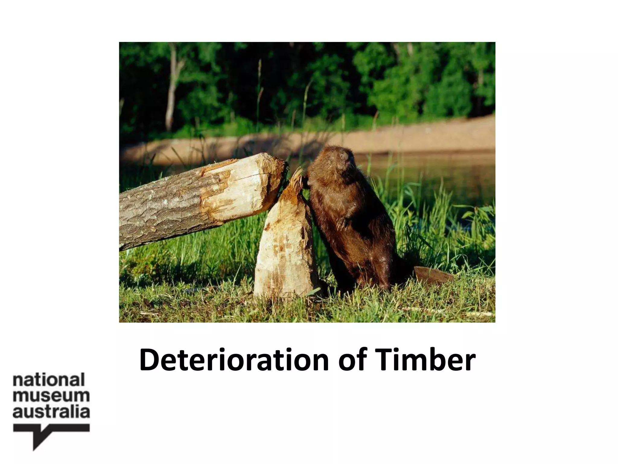 Preservation Basics: Timber and Metal by Andrew Pearce | PPTX