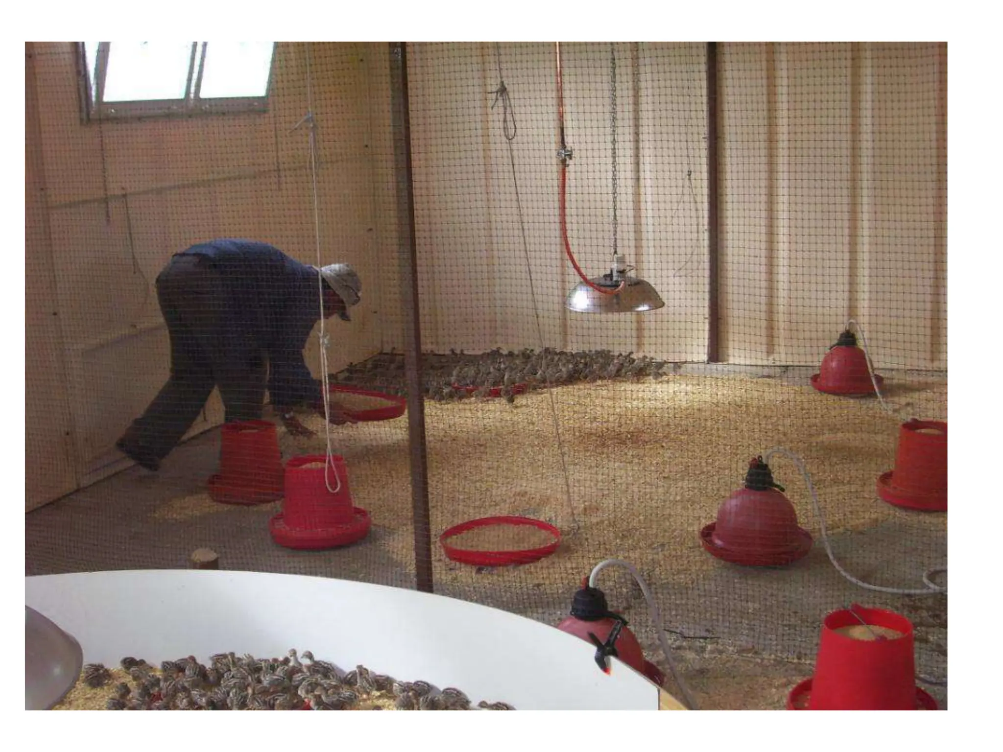 preservation of animals. Theory class.ppt