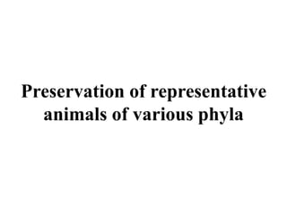 preservation of animals. Theory class.ppt