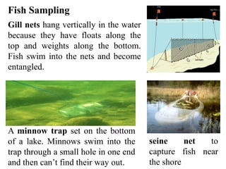 preservation of animals. Theory class.ppt