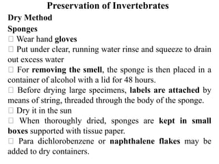 preservation of animals. Theory class.ppt