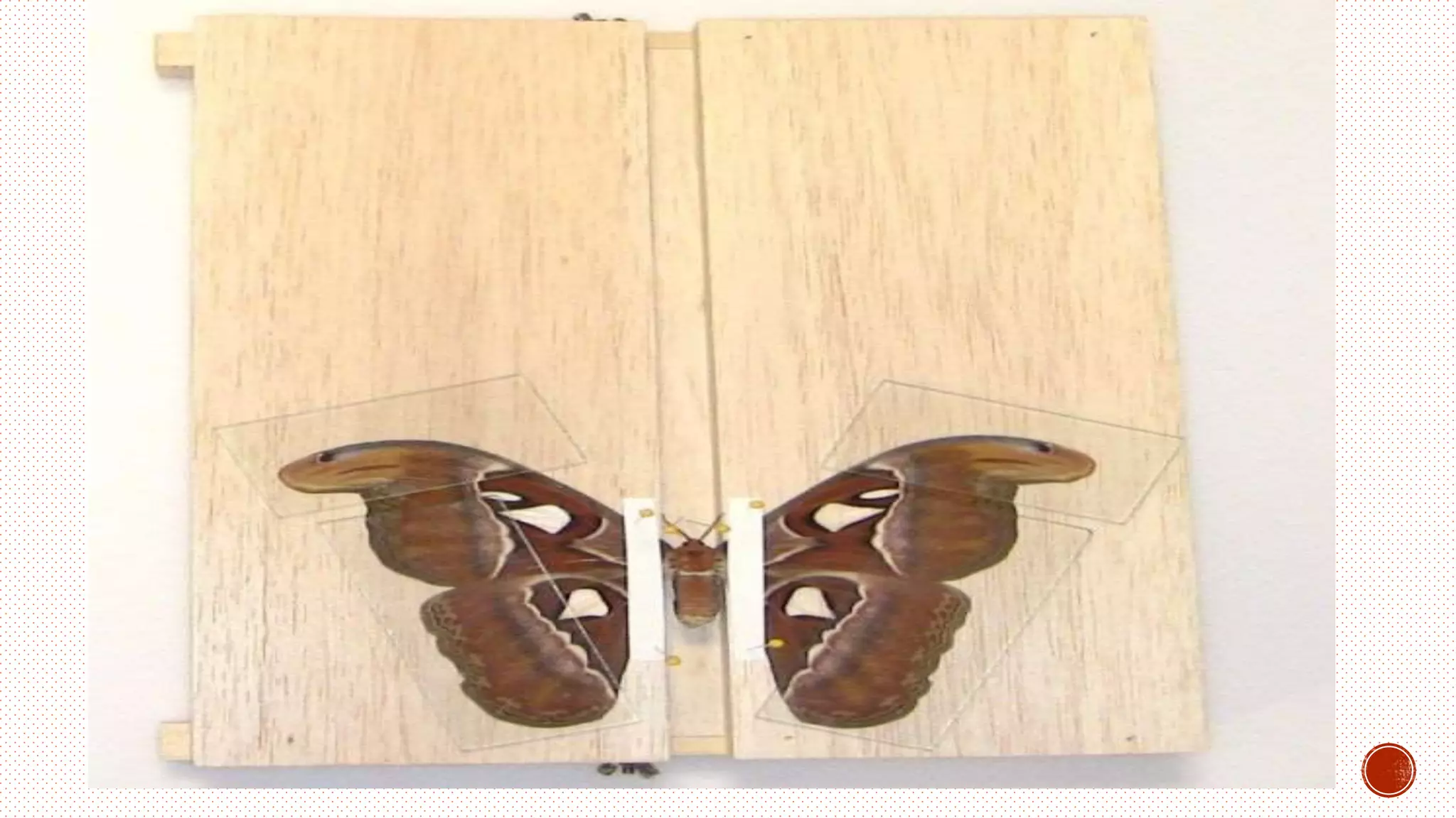 Preservation of dry specimens | PPTX