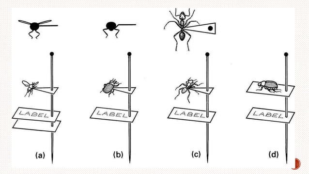 Preservation of dry specimens | PPTX