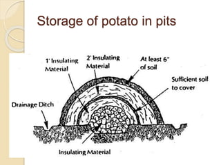 Preservation of potato by various traditional methods. | PPT