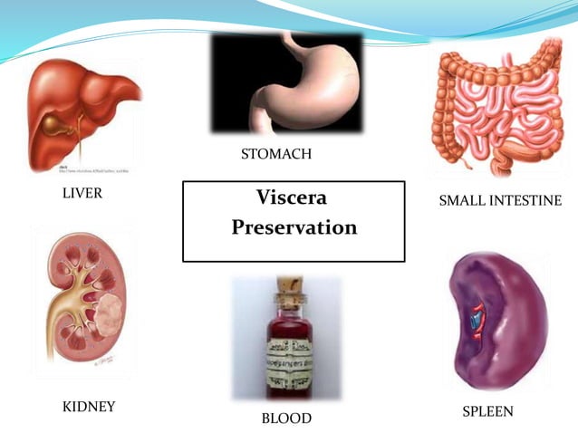 Preservation of viscera