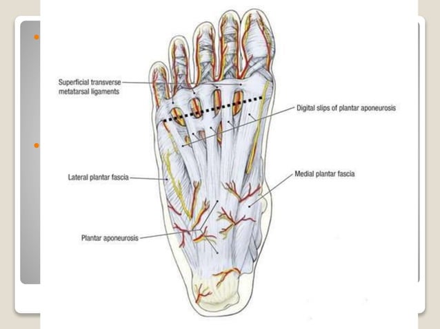 Sole of foot | PPTX