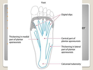 Sole of foot | PPTX