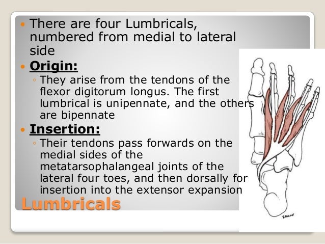 Lumbricals Action SMS Lec 19 At Boston University StudyBlue