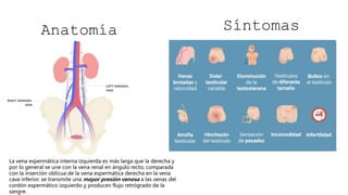 varicocele e hidrocele urologia presentacion | PPT