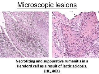 Presetation on rumen impaction lactic acidosis final osr | PPTX